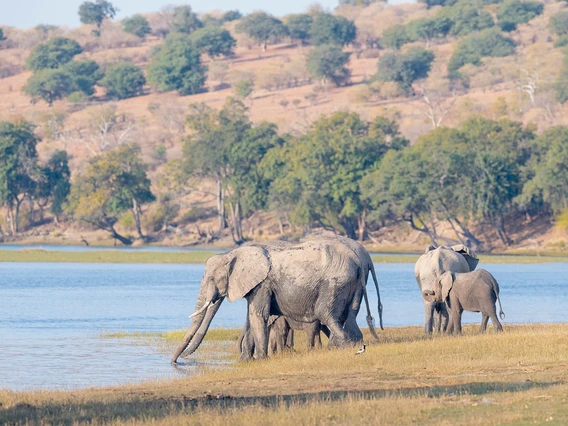 Creature culture: What animal behavior can teach us about saving nature ...